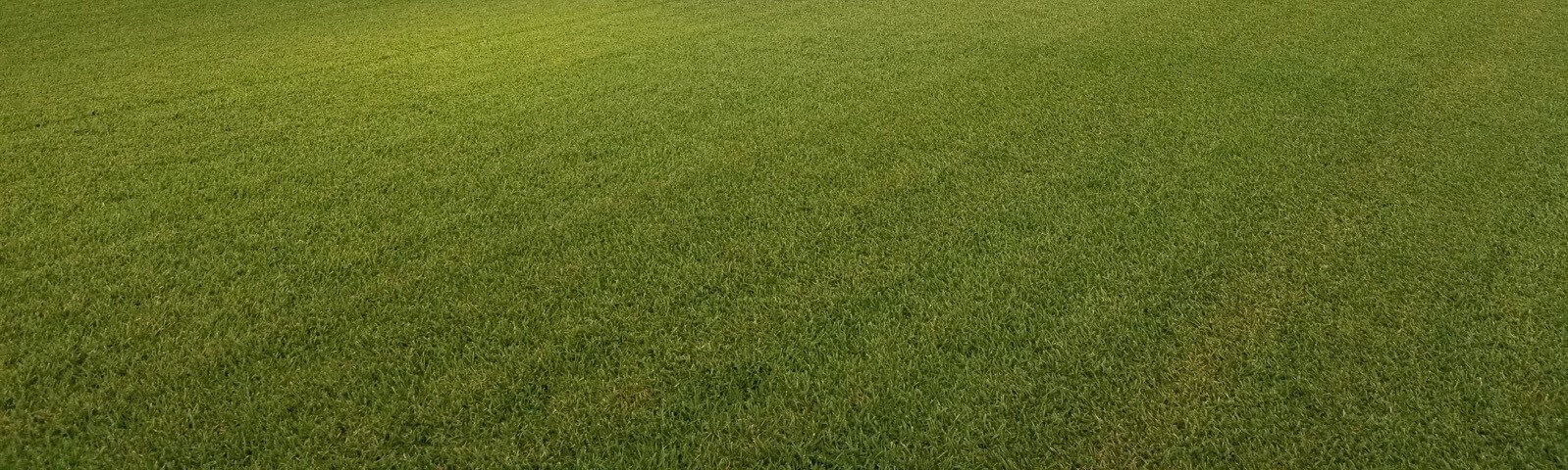 Wittig Grass Sales LLC